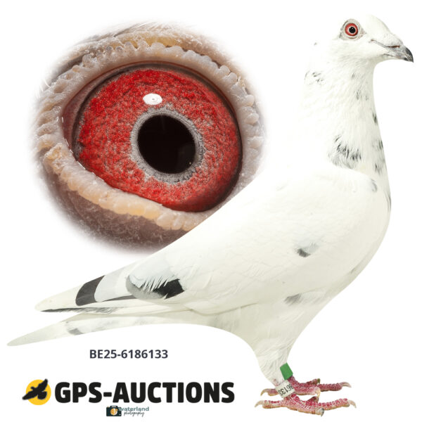 雷内·韦尔沃特 - 第二部分 - GPS-Auctions