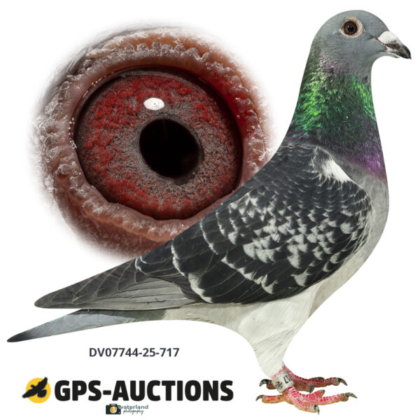 Ulrich Franzsander - Part 2 - GPS-Auctions