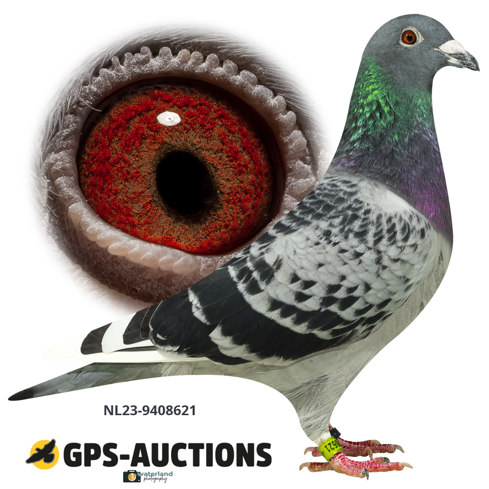 Colecția Jan Hooymans - Partea 1 - GPS-Auctions