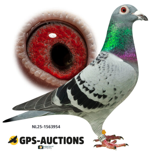 Johan de Vries - GPS-Auctions