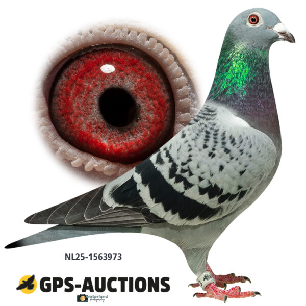 Johan de Vries - GPS-Auctions