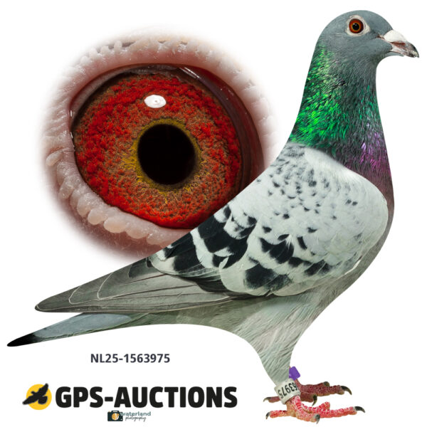 Johan de Vries - Part 2 - GPS-Auctions