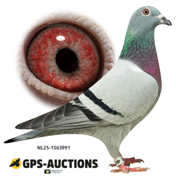 Johan de Vries - Part 2 - GPS-Auctions