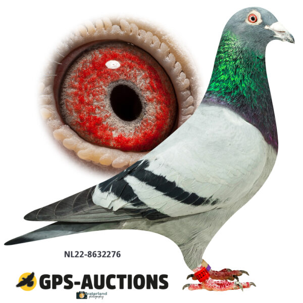 Tim Penders - GPS-Auctions