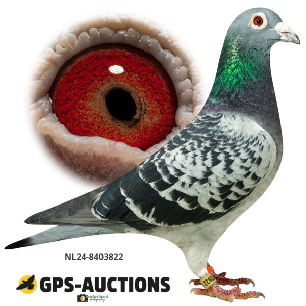 Final Sale: Gero Dijk - Part 2 - GPS-Auctions