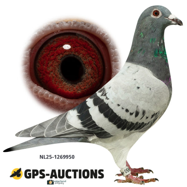 Richard van den Bos - GPS-Auctions