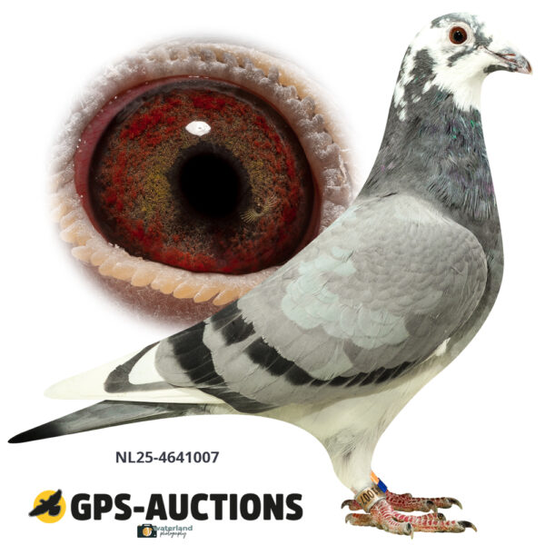 Belgique Speed Pigeons - GPS-Auctions