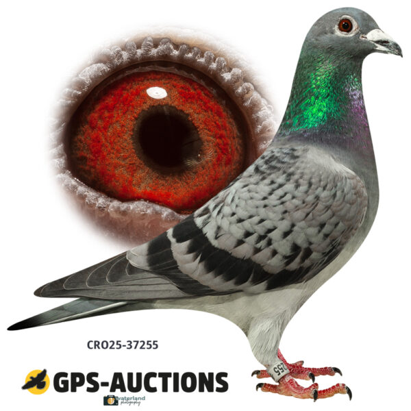 Goran Gusak - Teil 1 - GPS-Auctions